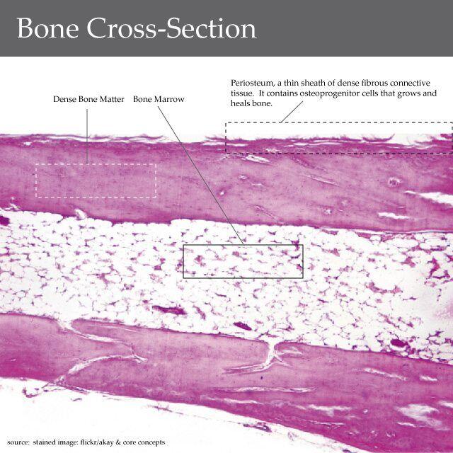 Shin Splints From The Periosteum